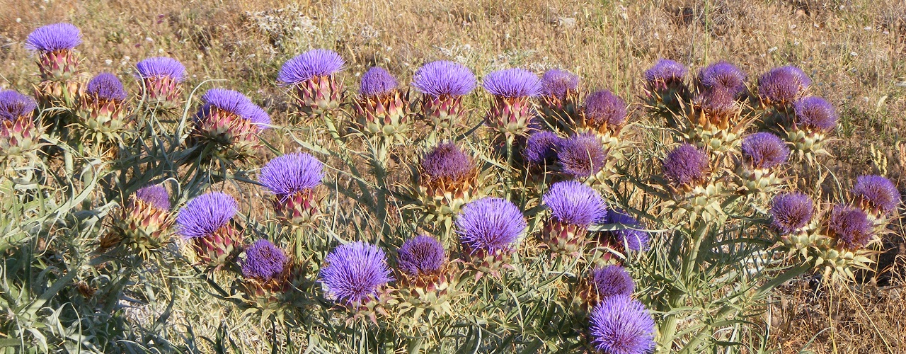 Invaders in Your Backyard - Laguna Canyon Foundation
