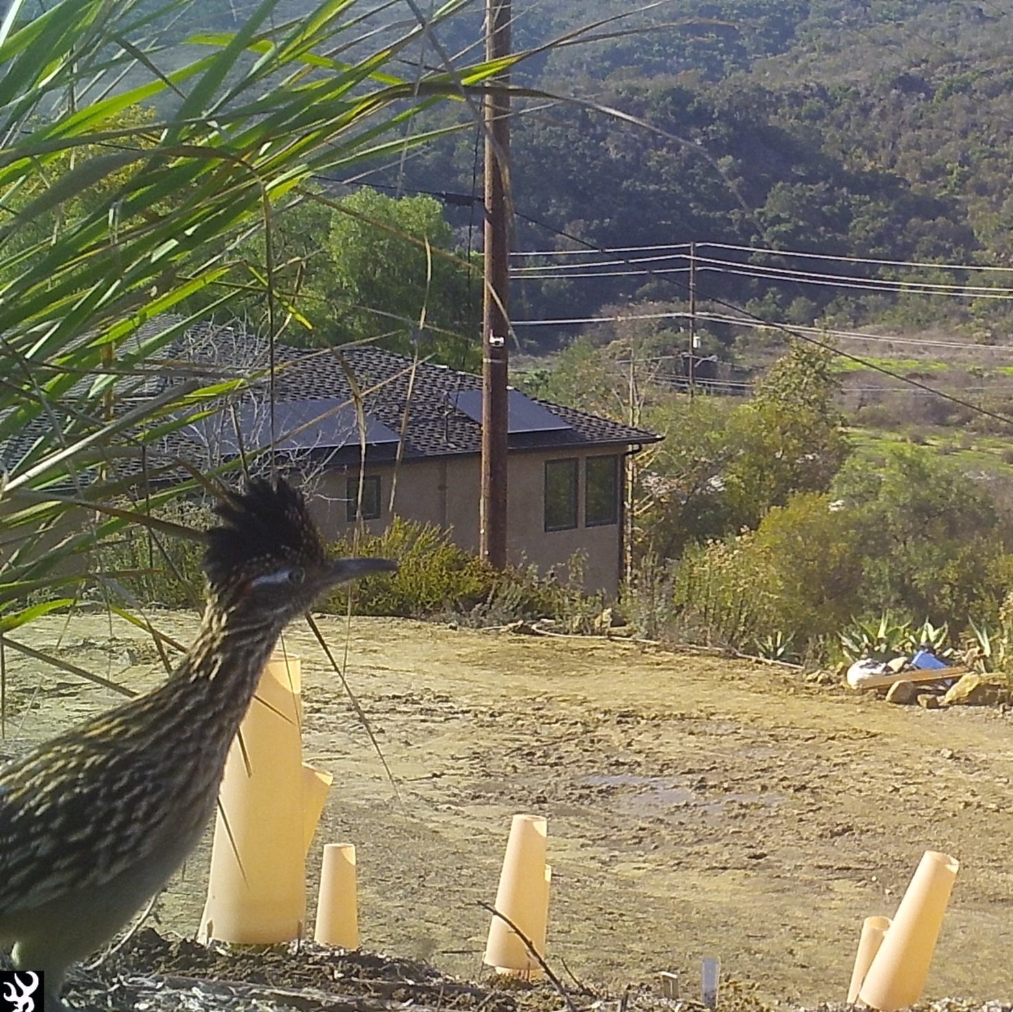 roadrunner from security camera – Laguna Canyon Foundation